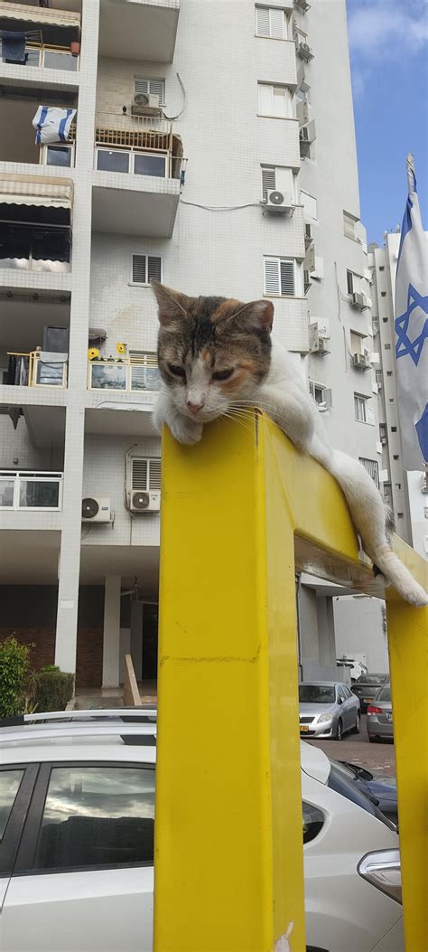 Our Workspace Is Claimed By This Cute Cat That Comes Every Day Lots Of Demands And Head Bump To