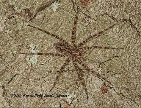 98423 Dolomedes Dolomedes Bugguidenet