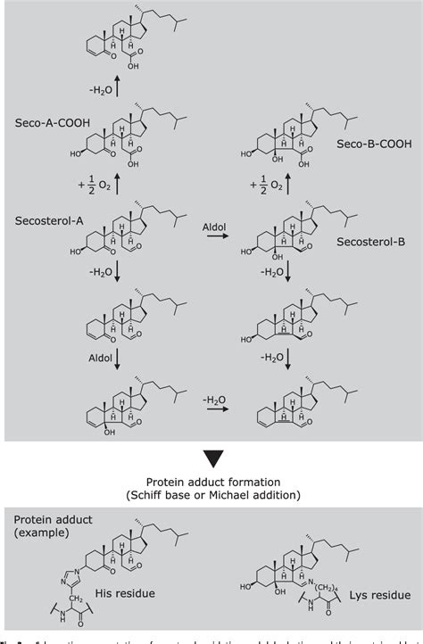 Figure 3 From Biochemical Properties Of Cholesterol Aldehyde Secosterol
