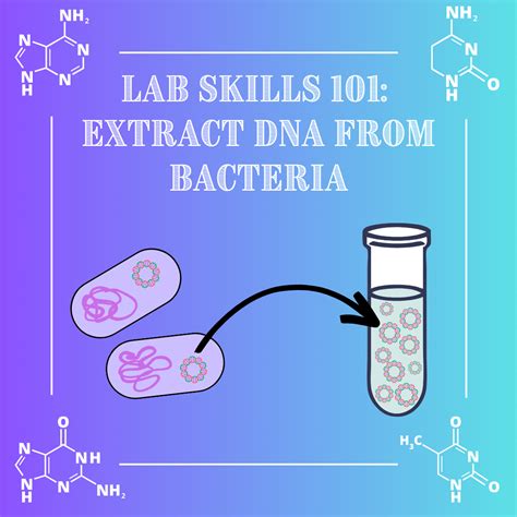 Lab Skills 101 Extract Dna From Bacteria — Soundbio Lab