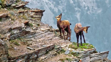 Chamois Meaning French At Ramona Hernandez Blog