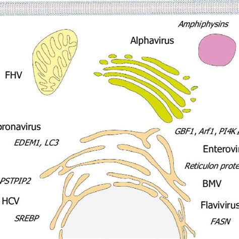 Pdf Architecture And Biogenesis Of Plus Strand Rna Virus Replication