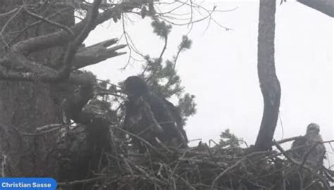 Baby Hawk Snatched Then Adopted By Bald Eagles On Gabriola Island