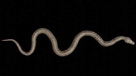 Python 3d Model Superhive Formerly Blender Market