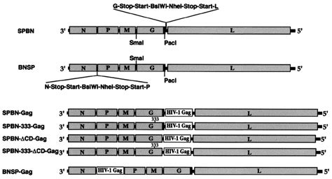Construction Of Different Recombinant Vaccine Vectors Expressing Hiv 1