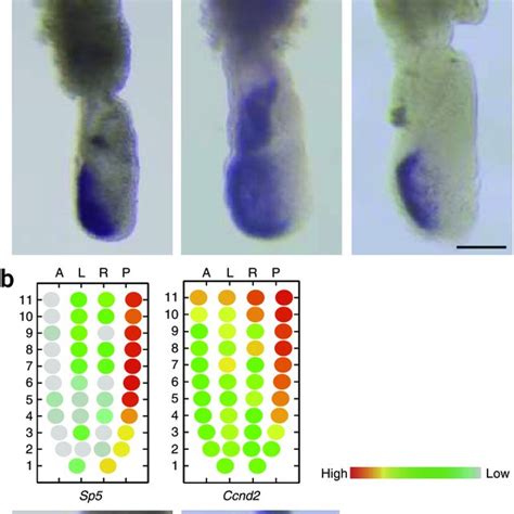 Pdf Spatial Transcriptomic Analysis Of Cryosectioned Tissue Samples With Geo Seq