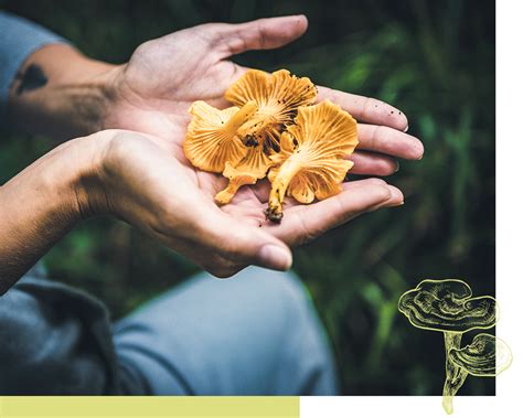 West Wolf Medicinals Fruiting Body Mushroom Supplements