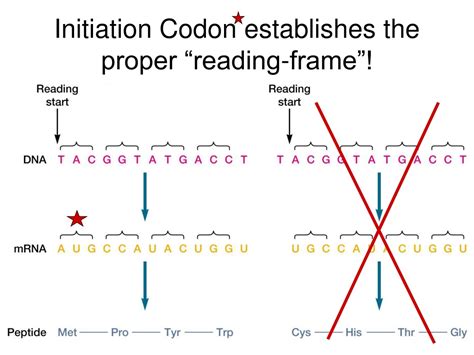 Ppt Transcription Powerpoint Presentation Free Download Id9231895 Ppt Transcription Powerpoint Presentation Free Download Id9231895