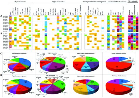 Analysis Of Putative Cis Regulatory Elements In The Promoter Regions 2
