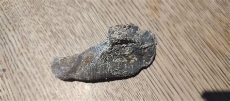 Hello Ive Been Trying To Id This Fossil I Found In Colorado Springs