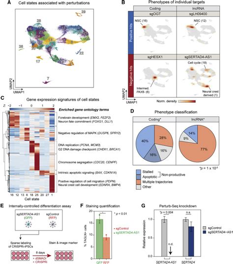 Dual Genome Wide Coding And Lncrna Screens In Neural Induction Of Dual Genome Wide Coding And Lncrna Screens In Neural Induction Of