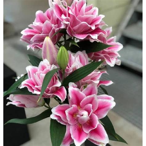 Bulbi Crini Mikaela 1 Bucată