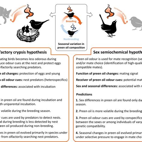 Hypotheses And Predictions To Explain The Function Of Seasonal And Sex Download Scientific