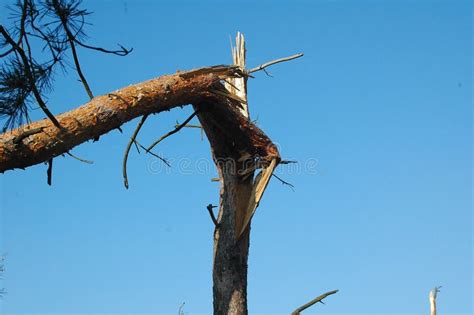 Pine Tree Broken By Wind Stock Image Image Of Wind Trunk 23502223