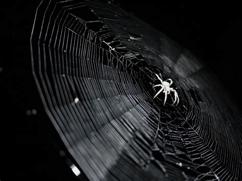 𝕾𝖆𝖌𝖊 𝕰𝖑𝖉𝖗𝖎𝖙𝖈𝖍 Sage Eldritch Tumblr Blog Tumlook