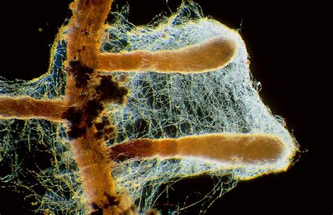 Mycorrhiza A Fascinating Symbiosis In The Forest