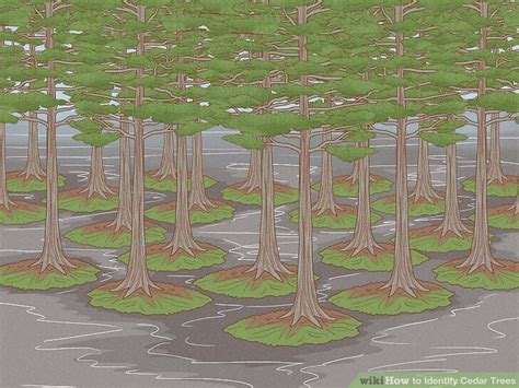 4 Ways To Identify Cedar Trees Wikihow