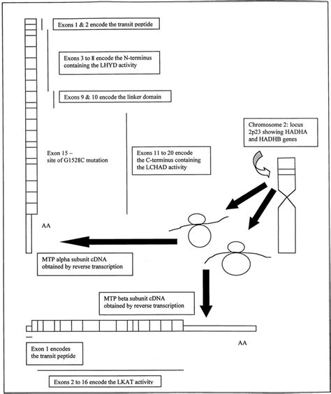 Schematic Representation Of The Structures Of Mtp Subunit Cdnas