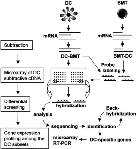 Entire Strategy For The Identi Fi Cation And Characterization Of