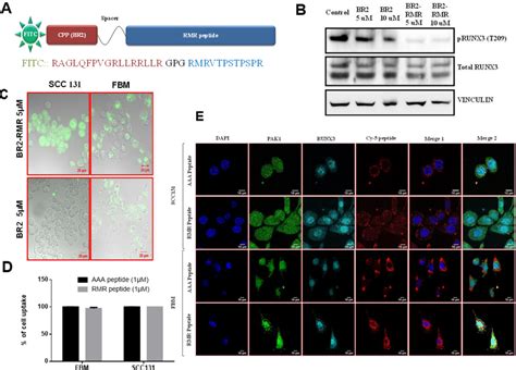 analyzing the efficacy and cell uptake capability of br2 rmr and rmr