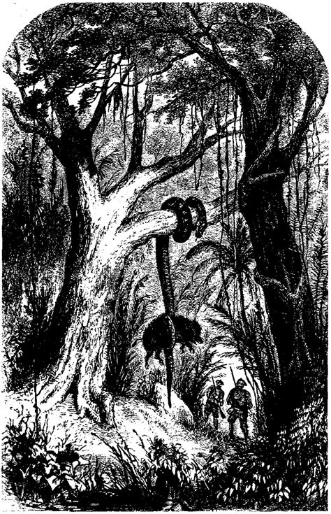 In The Philippines A Reticulated Python Python