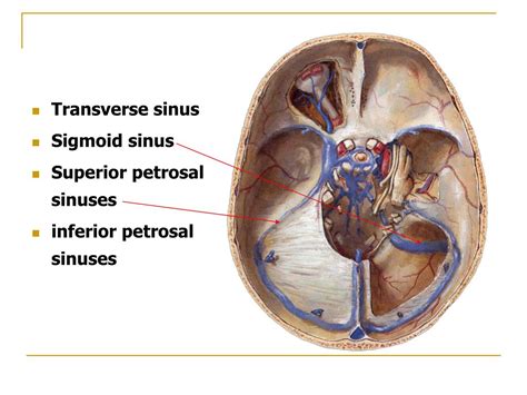 Ppt The Meninges Of Brain And Spinal Cord Powerpoint Presentation