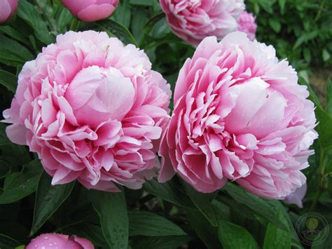 Пион Бесс Бокстос (Paeonia Bess Bockstoce) купить в Москве по низкой ...
