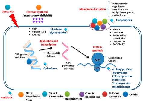 Bacteriocins In The Era Of Antibiotic Resistance Rising To The Challenge