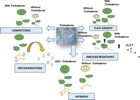 Harnessing Trichoderma Mycoparasitism As A Tool In The Management Of