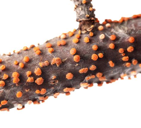 Disease On A Tree Branch Isolated On A White Background Stock Image Image Of Orange Branch