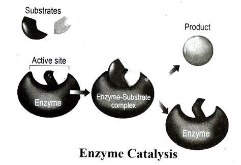 Enzyme Substrate Complex Formation