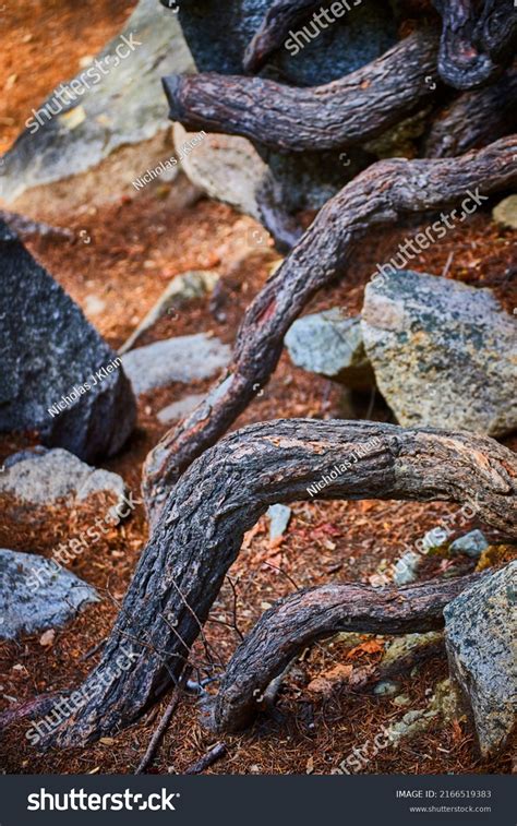 Layers Revealed Tree Roots Through Dirt Stock Photo Shutterstock