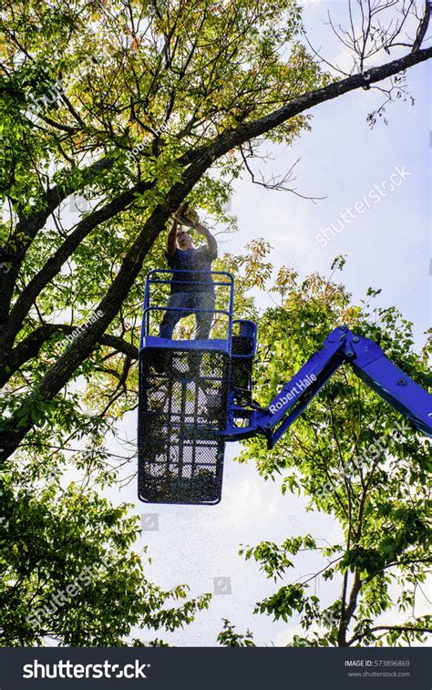 Man On Aerial Lift Cutting Tree Stock Photo 573896869 Shutterstock