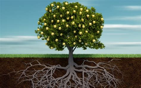 Root