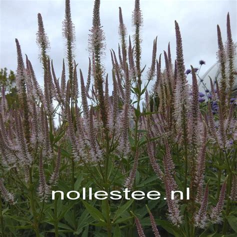 Veronicastrum Virg Pink Glow Virginische Ereprijs Nollestee Nl