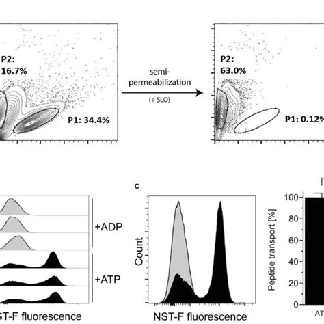 Tap Dependent Peptide Translocation Assay In B Lcls To Monitor Download Scientific Diagram