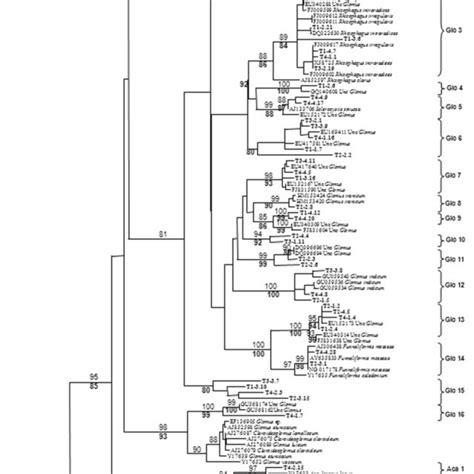 Numbers Above Branches Indicate The Bootstrap Values Determined For