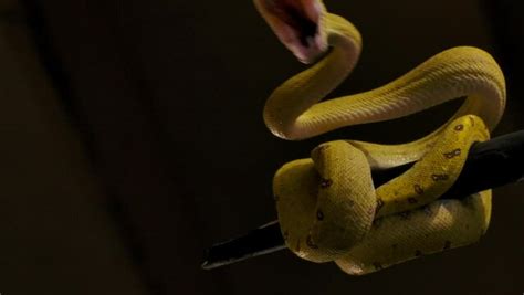 Green Python Bilder Stock Fotos And Videos Adobe Stock