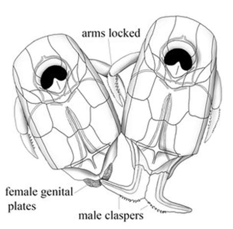 Tak Wygl Da Pierwszy Seks Crazy Nauka