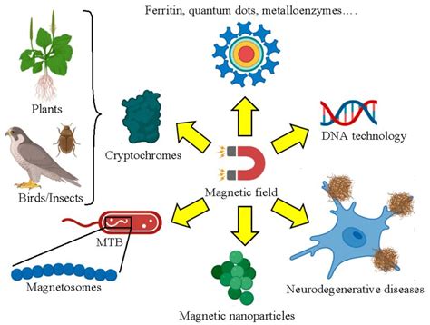 Magnetic Force Microscopy A Review Nanomaterials Mdpi Posted On The Magnetic Force Microscopy A Review Nanomaterials Mdpi Posted On The