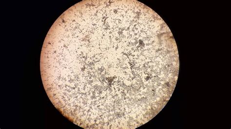 Physarum Polycephalum Swarm Cells Youtube