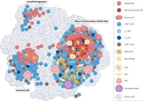 Tertiary Lymphoid Structures In Anticancer Immunity Nature Reviews Cancer Ana Houel