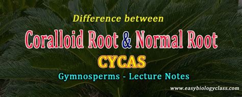 Difference Between Normal Root And Coralloid Root EasyBiologyClass