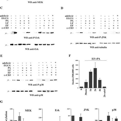 Anthrax Toxins Disrupt Map And Stress Kinase Activation Immunoblot