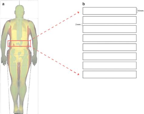 A Image Of A Full Body DXA Scan The Red Box Depicts The Region Download Scientific Diagram