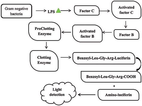 The Principle Of Endotoxin Detection By Bioluminescence Download Scientific Diagram