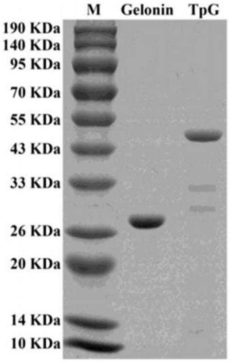 Fusion Protein Tpg Encoding Gene Thereof Recombinant Plasmid Strain And Application Eureka