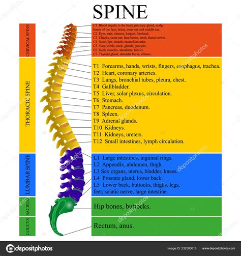 Labeled Diagram Of Spine At Janita Huang Blog