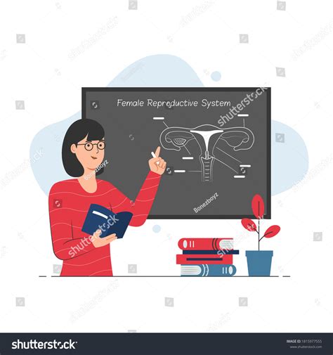 Teacher Giving Biology Lesson Sex Education Stock Vector Royalty Free