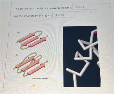 Solved Optoons Are A Loop A Beta Pleated Sheet An Aplha